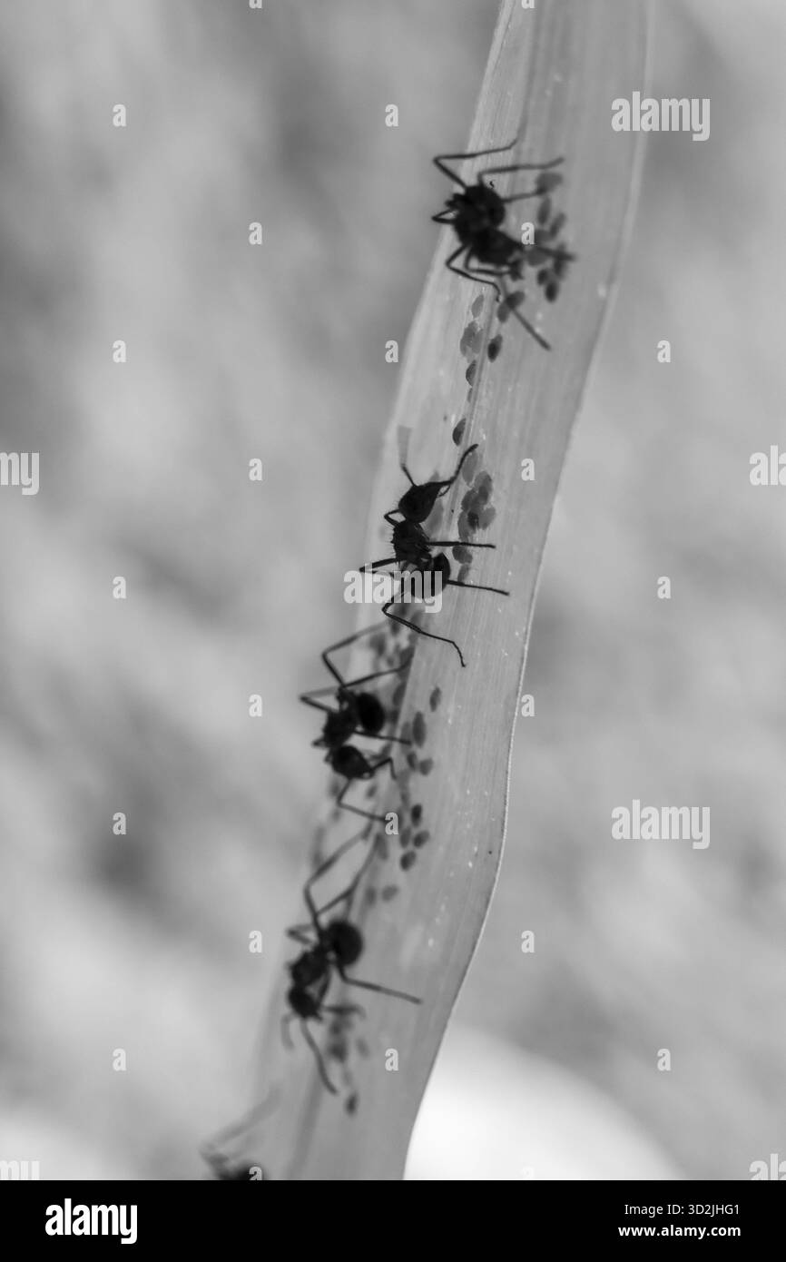 Insect on plant in Black and White Stock Photos & Images - Alamy