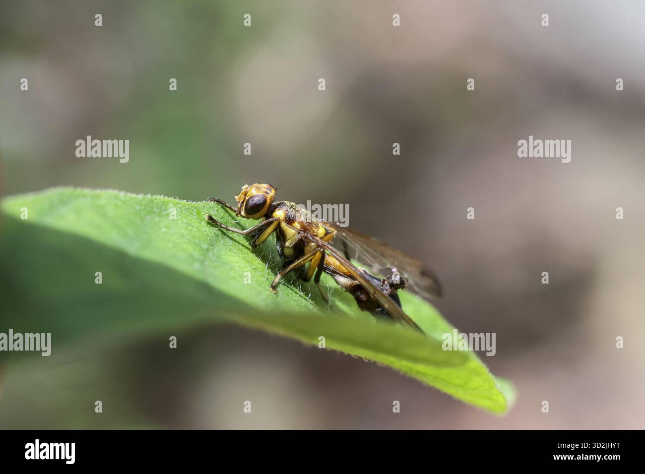 Two flies mating on bright green leaf, showing natural behavior in ...
