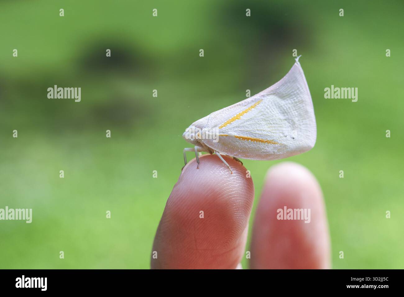 Subtle wing markings hi-res stock photography and images - Alamy
