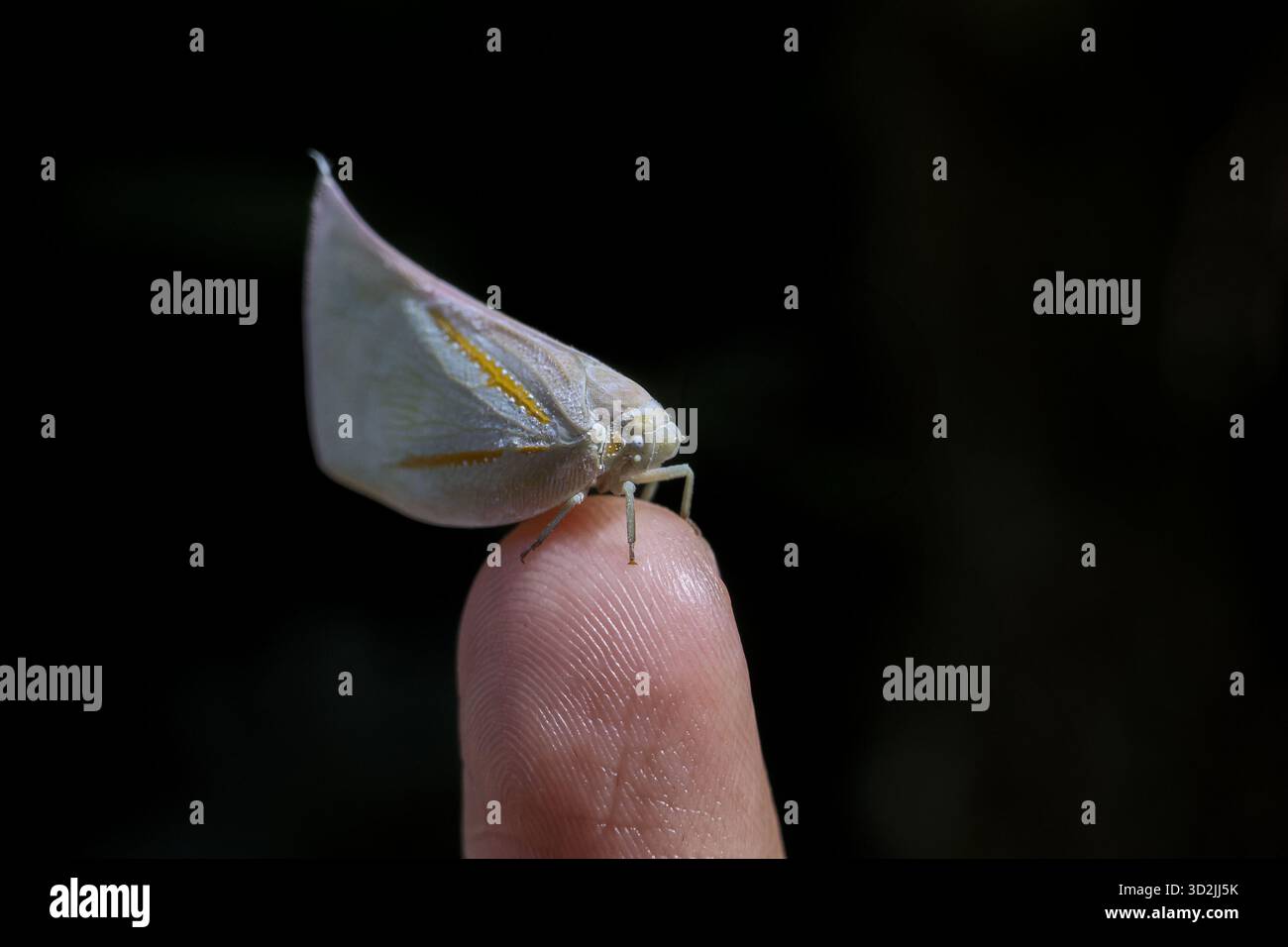 Delicate light green moth rests peacefully human fingertip, its wings ...