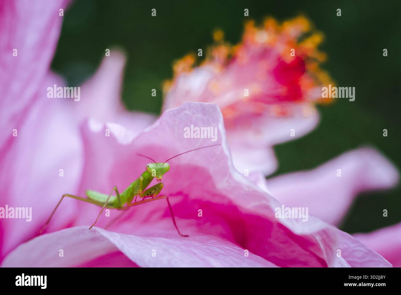 Tiny praying mantis rests on vibrant pink hibiscus flower, its delicate ...