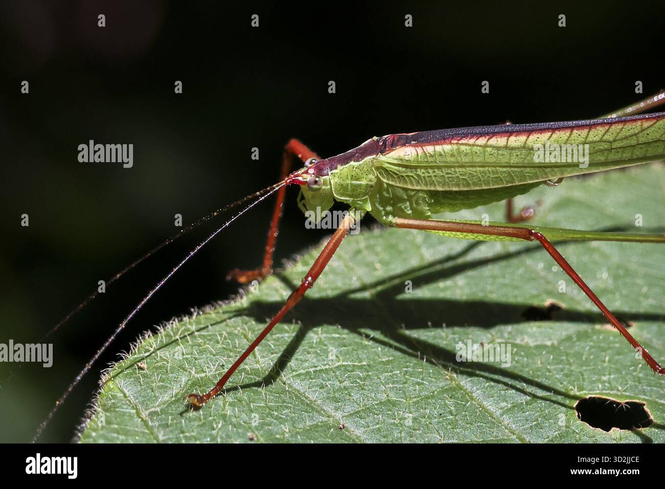 Green katydid insect with long antenna rests on vibrant leaf. macro ...