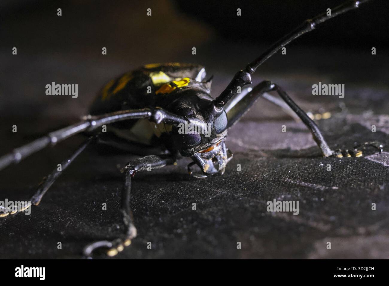 Curious black longhorn beetle with long antennae exploring dark surface ...