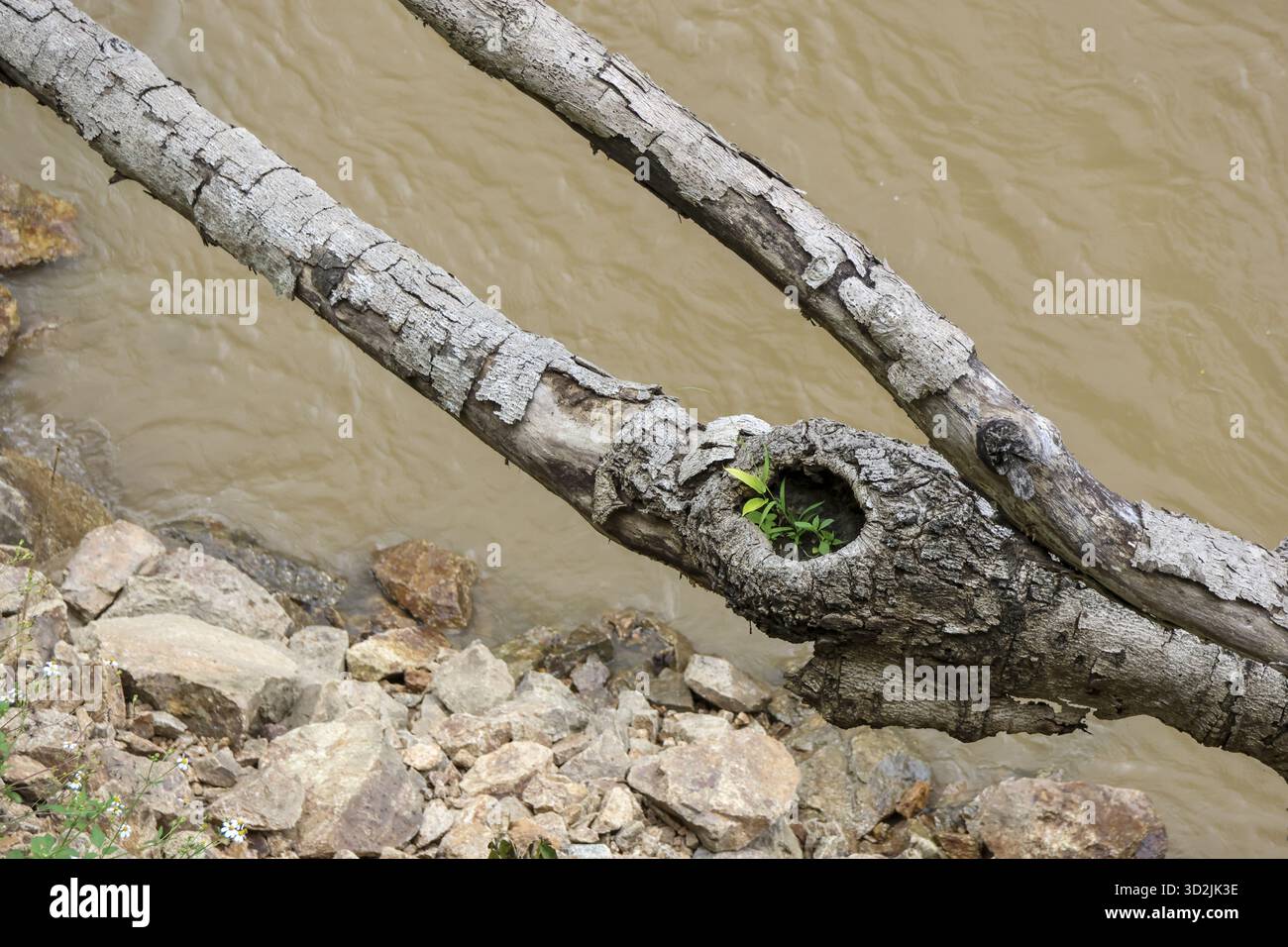Green sprout showing new life and growth from hole in dead tree branch ...