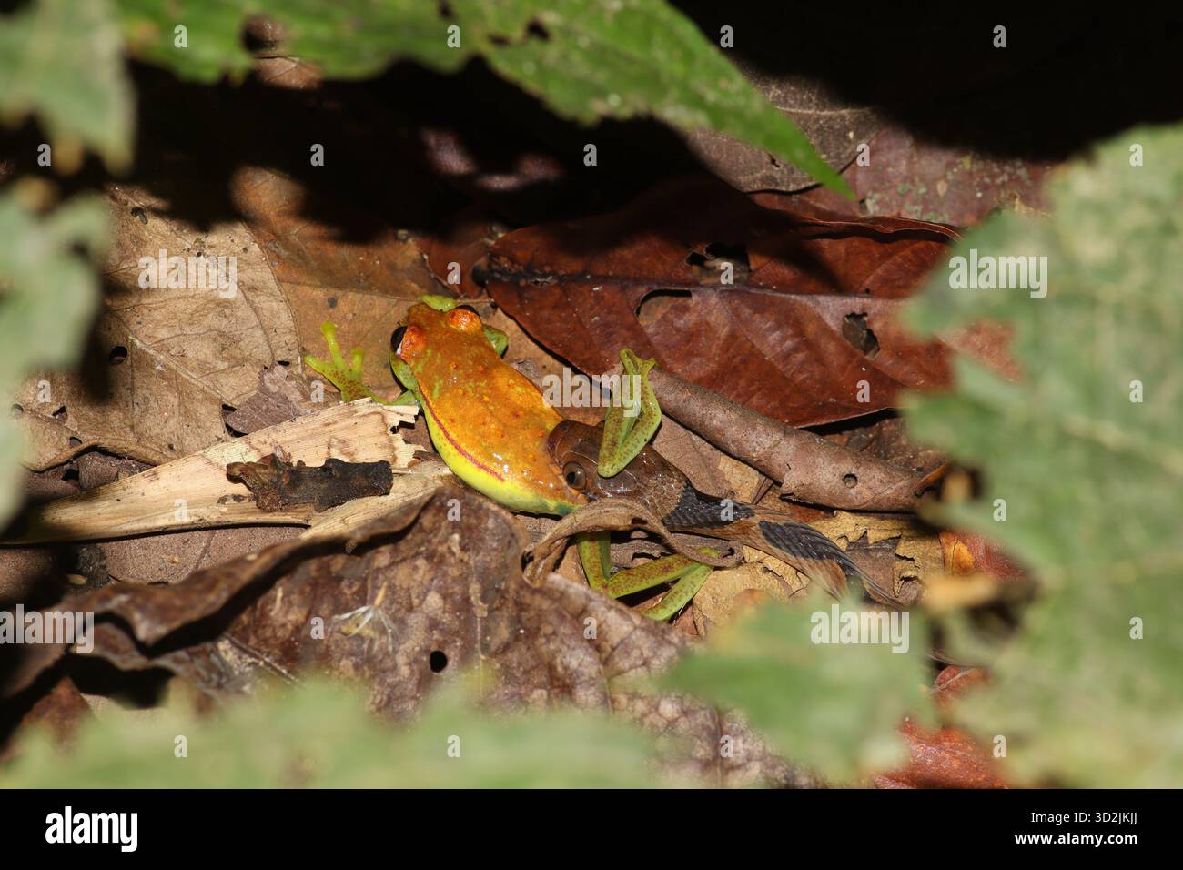 Snake feeding hi-res stock photography and images - Alamy