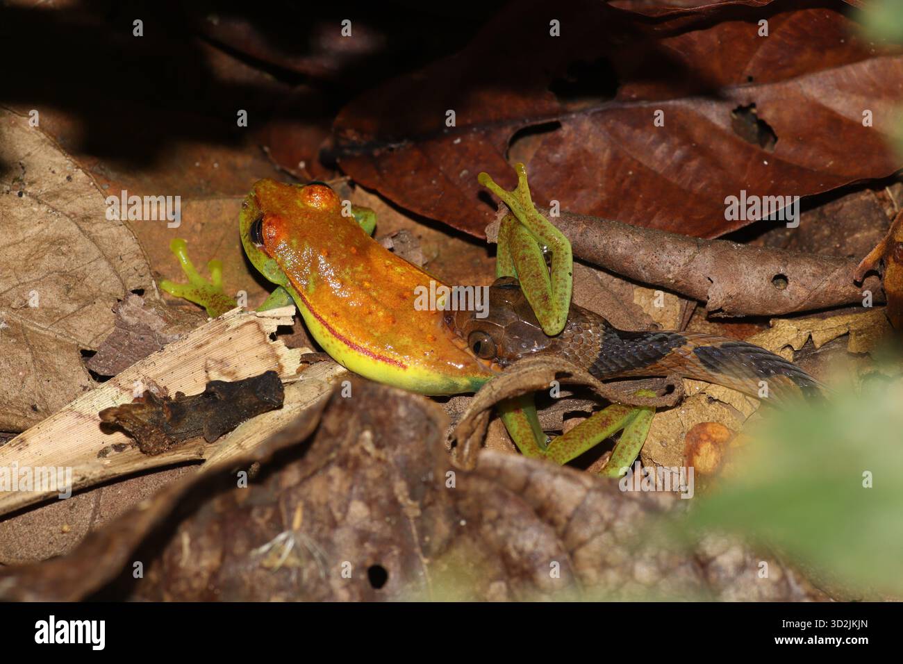 Snake feeding hi-res stock photography and images - Alamy