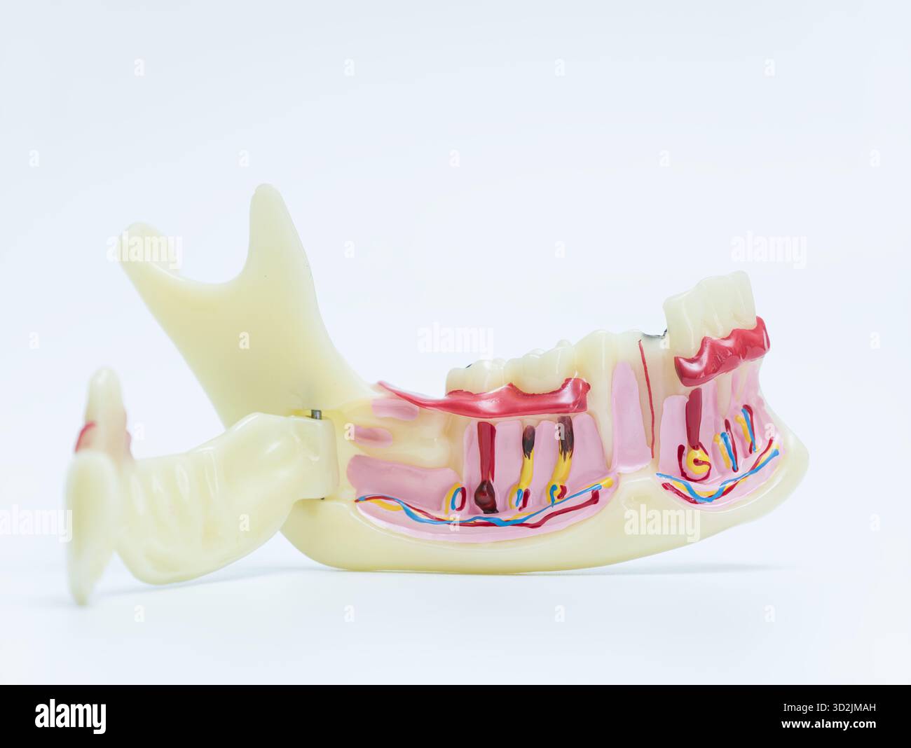 Educational plastic model of a human lower jaw showing teeth, roots ...