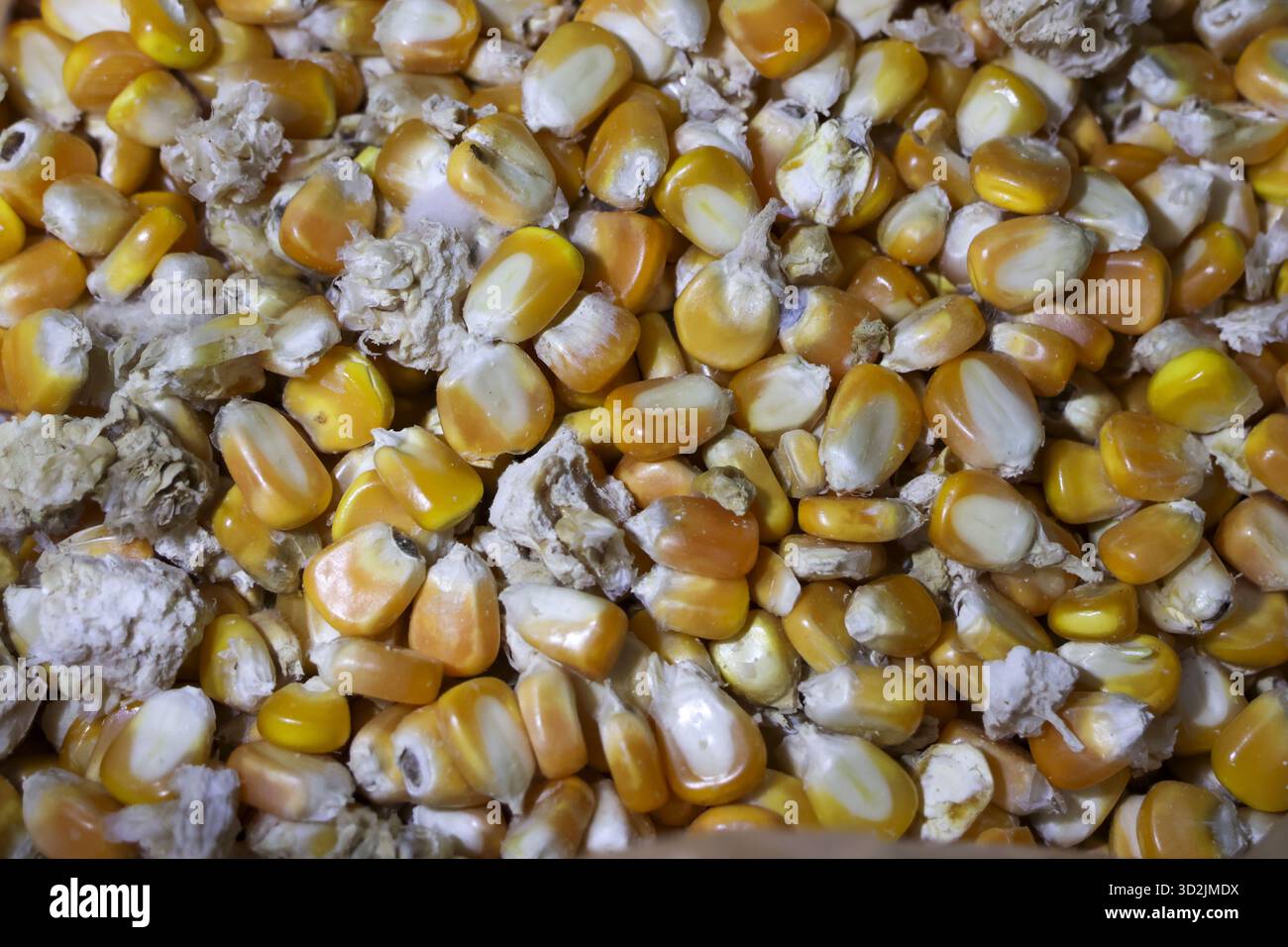 Pile of rotten corn showing fungal contamination. This damaged, moldy ...