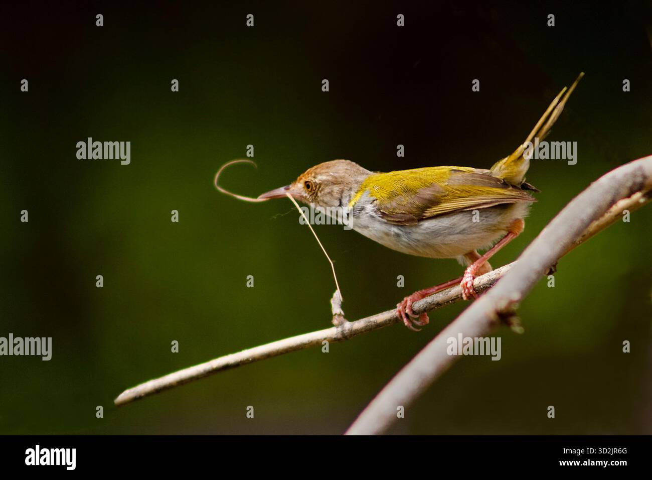 Common Tailorbird known as Tuntuni, Maherpuri, Bangladesh Stock Photo ...