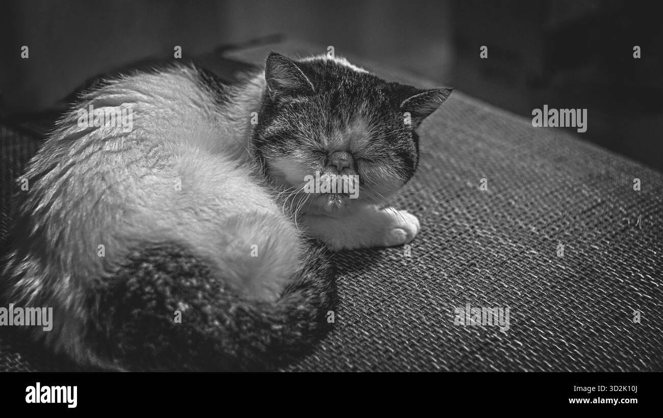 Lifestyle daylight Black and White Stock Photos & Images - Alamy