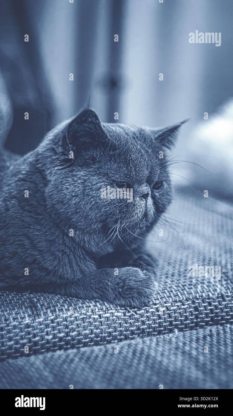 Purebred exotic shorthair cat relaxing peacefully on a cozy sofa in ...