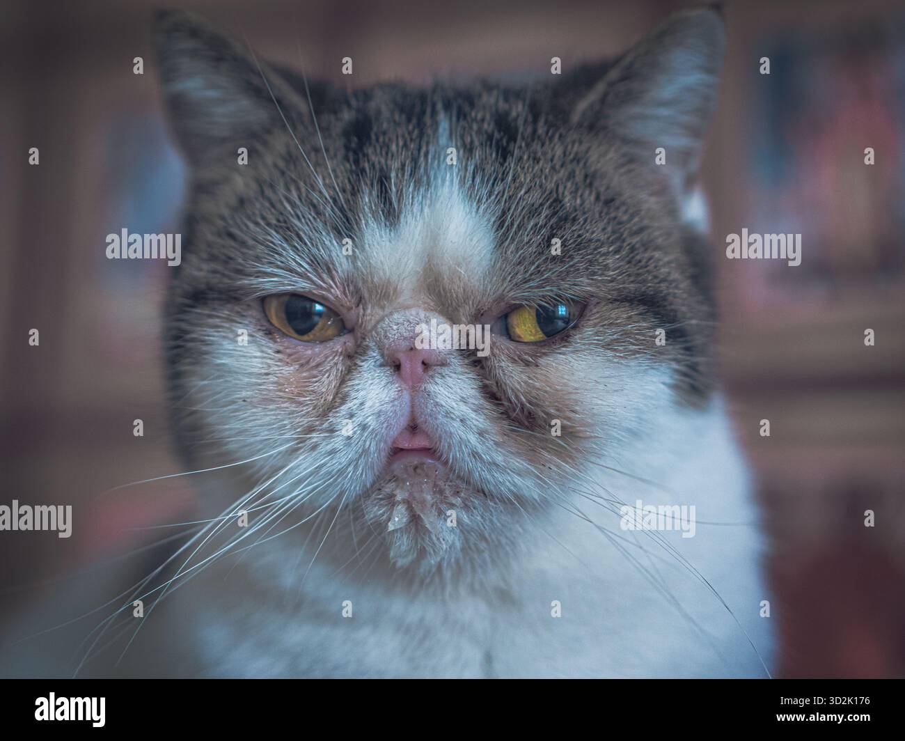 Exotic white shorthair cat breed SNOOPY Stock Photo - Alamy