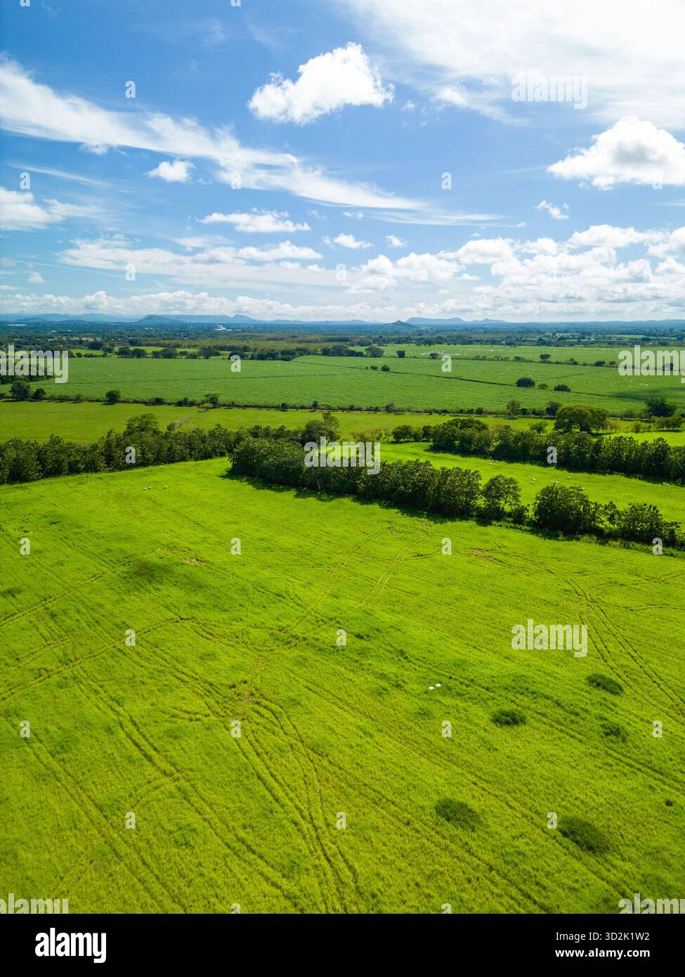 Hay production fields for animals, with bales of straw after the ...