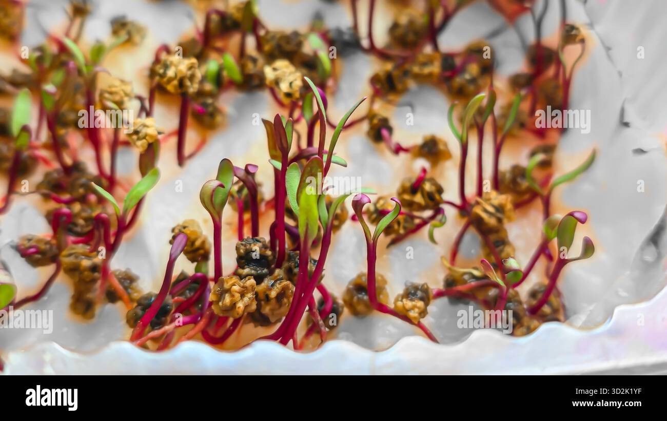 Decorate with microgreens hi-res stock photography and images - Alamy