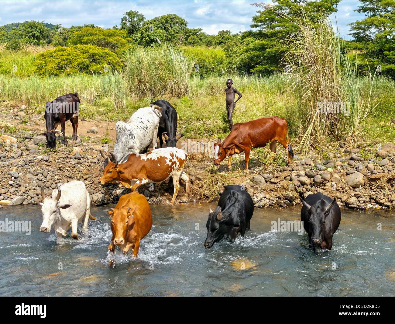 Kibish, Ethiopia - 12 August 2025: herd of cows of Suri tribe at Kibish ...