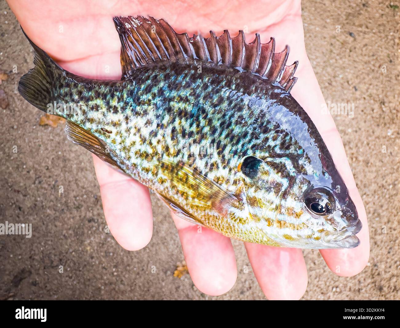 Invasive fish pumpkinseed sunfish hi-res stock photography and images - Alamy