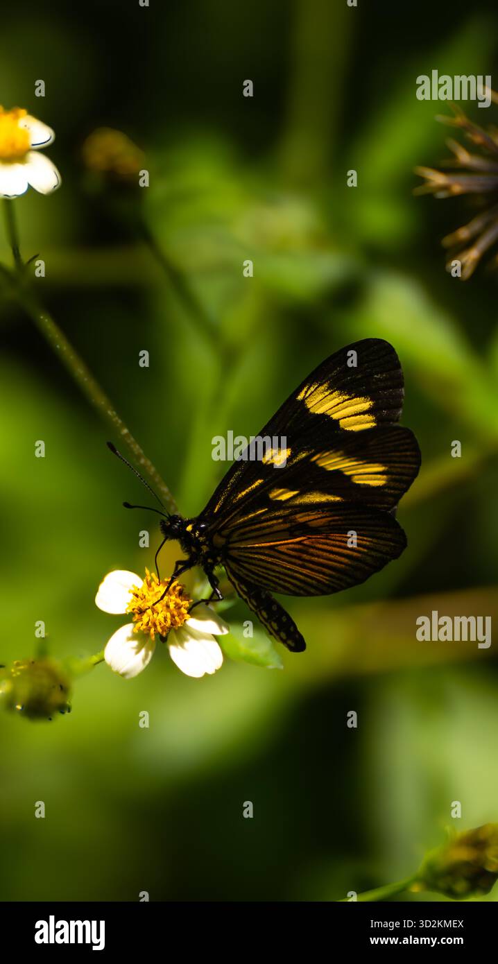 Exotic butterfly species hi-res stock photography and images - Alamy