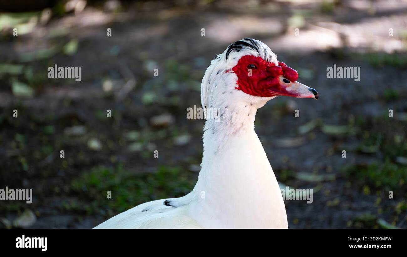Farmyard scene muscovy duck hi-res stock photography and images - Alamy