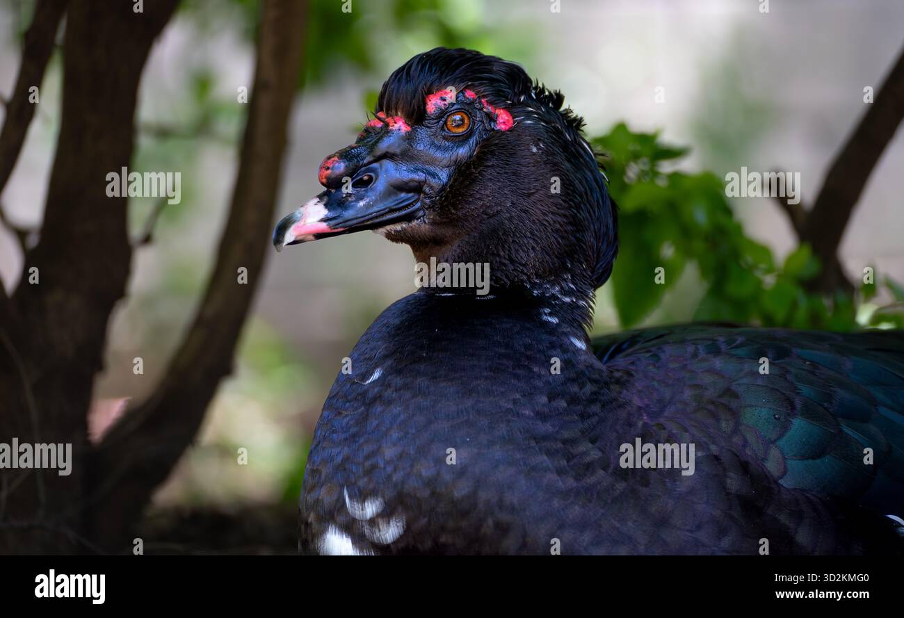 Black Muscovy Duck Stock Photo - Alamy