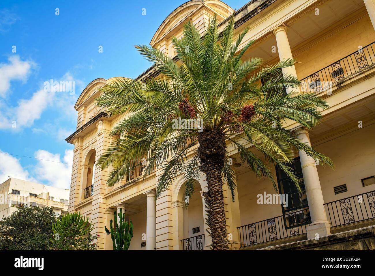 Majestic palm tree with large green leaves and clusters of dates in ...