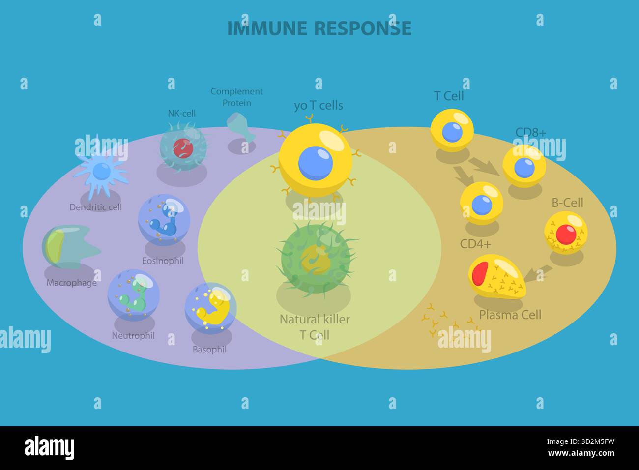 3D Isometric Flat Conceptual Illustration of Immune Response, Cells of The Immune System 3D ...