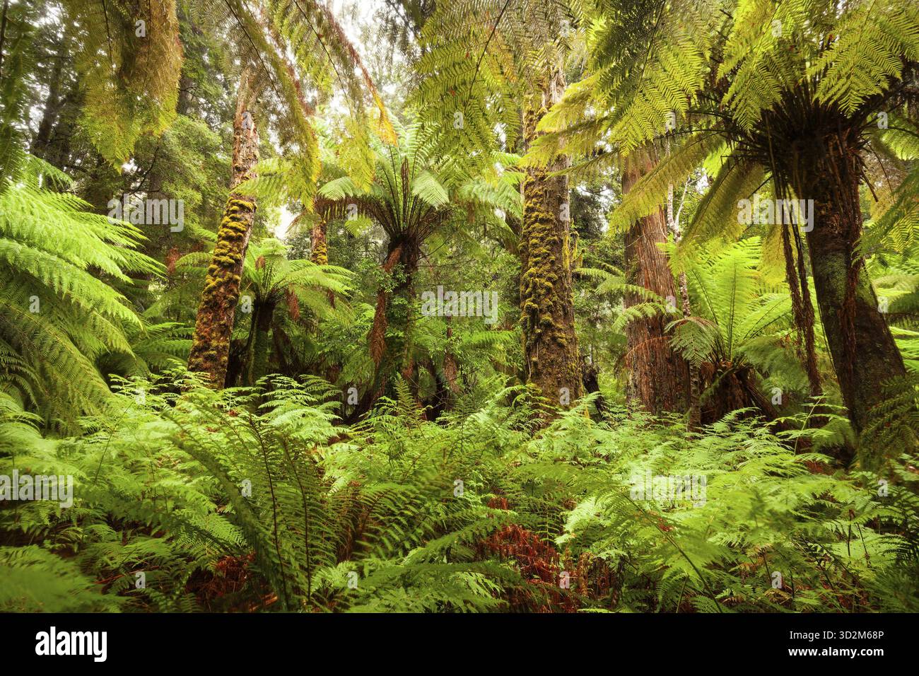 Typical rainforest with huge ferns, ancient trees and thick greenery ...