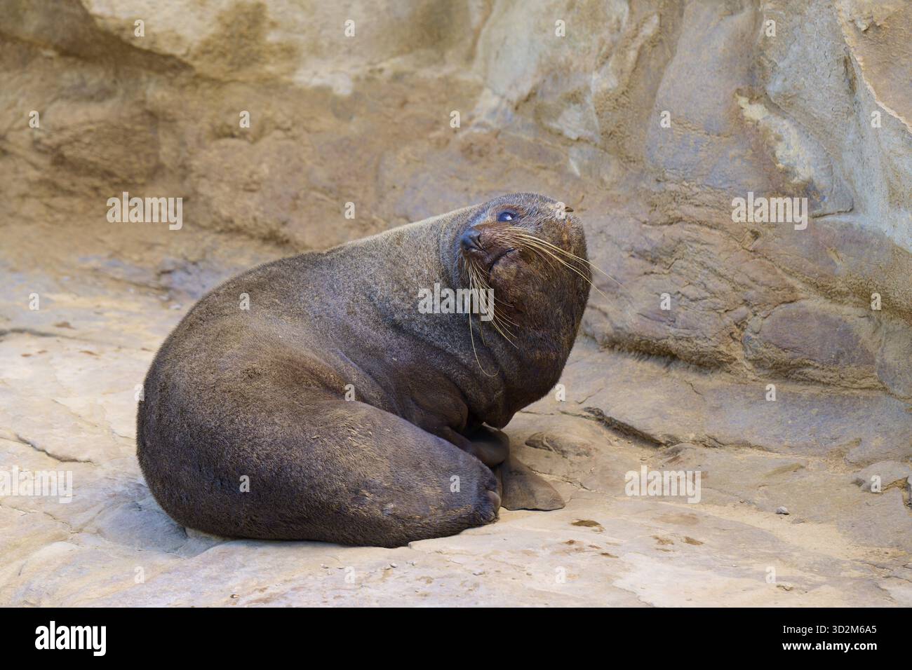 Seal sits relaxed in a rocky cave environment, showing a natural and ...
