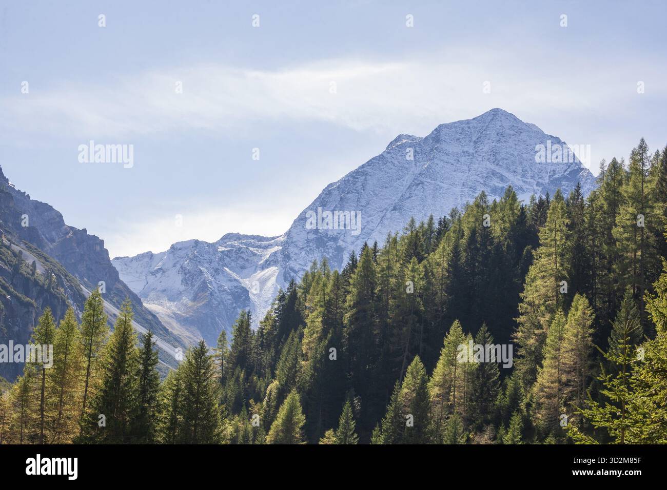 Snowy mountain hawk forest hi-res stock photography and images - Alamy