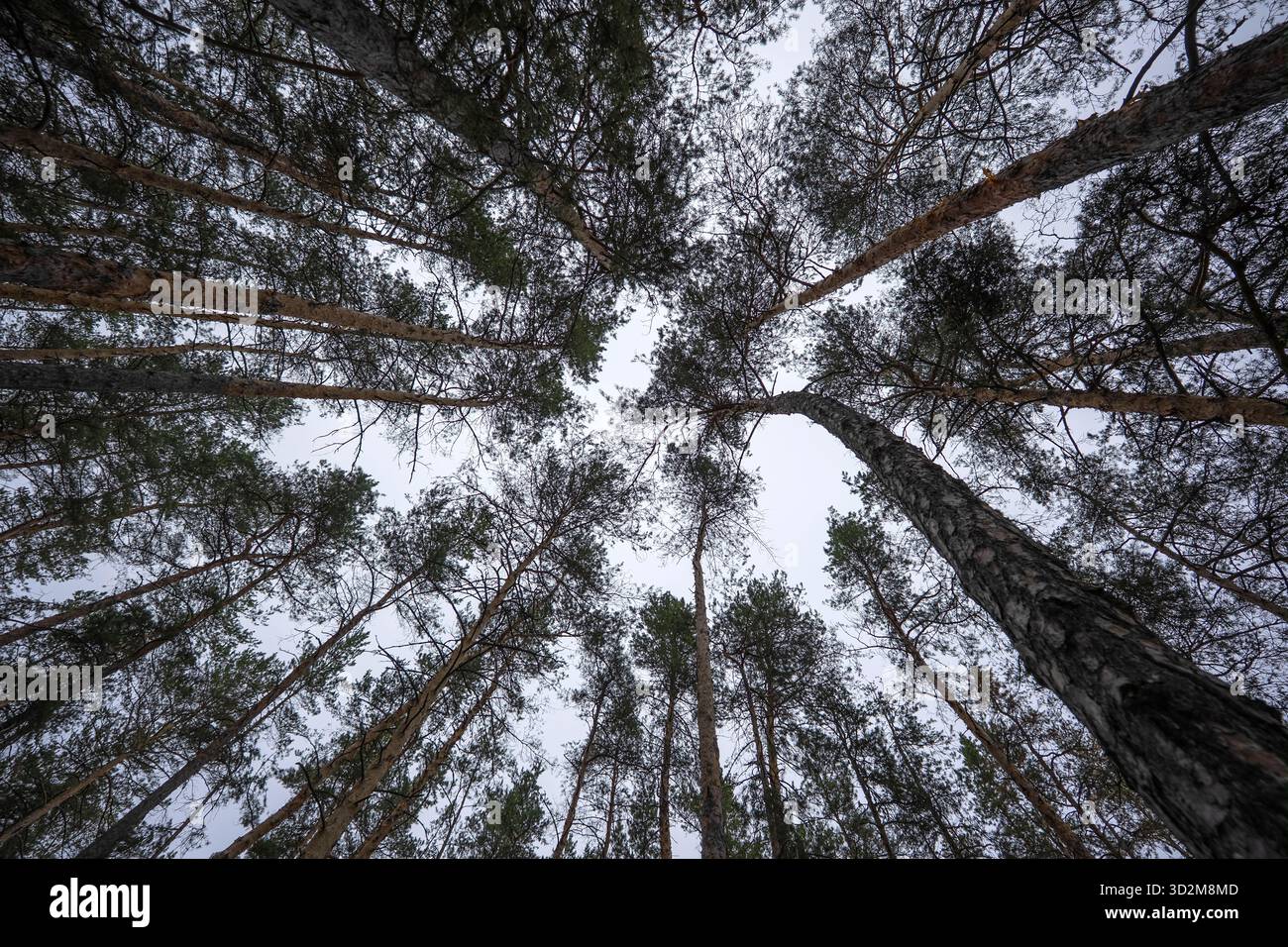 Dome pine tree tops hi-res stock photography and images - Alamy