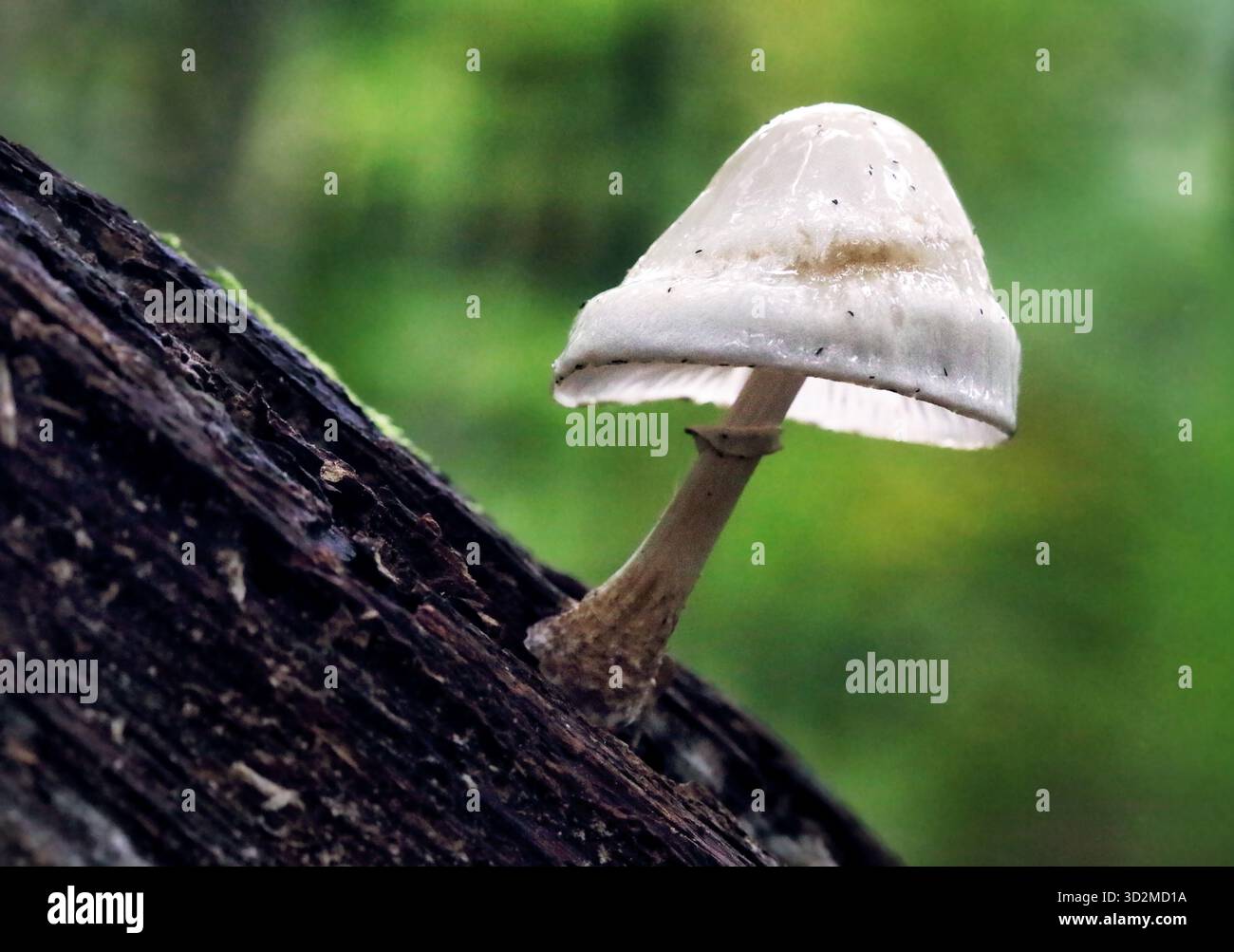 Beautiful white forest mushroom - Mucidula mucida, Oudemansiella mucida ...