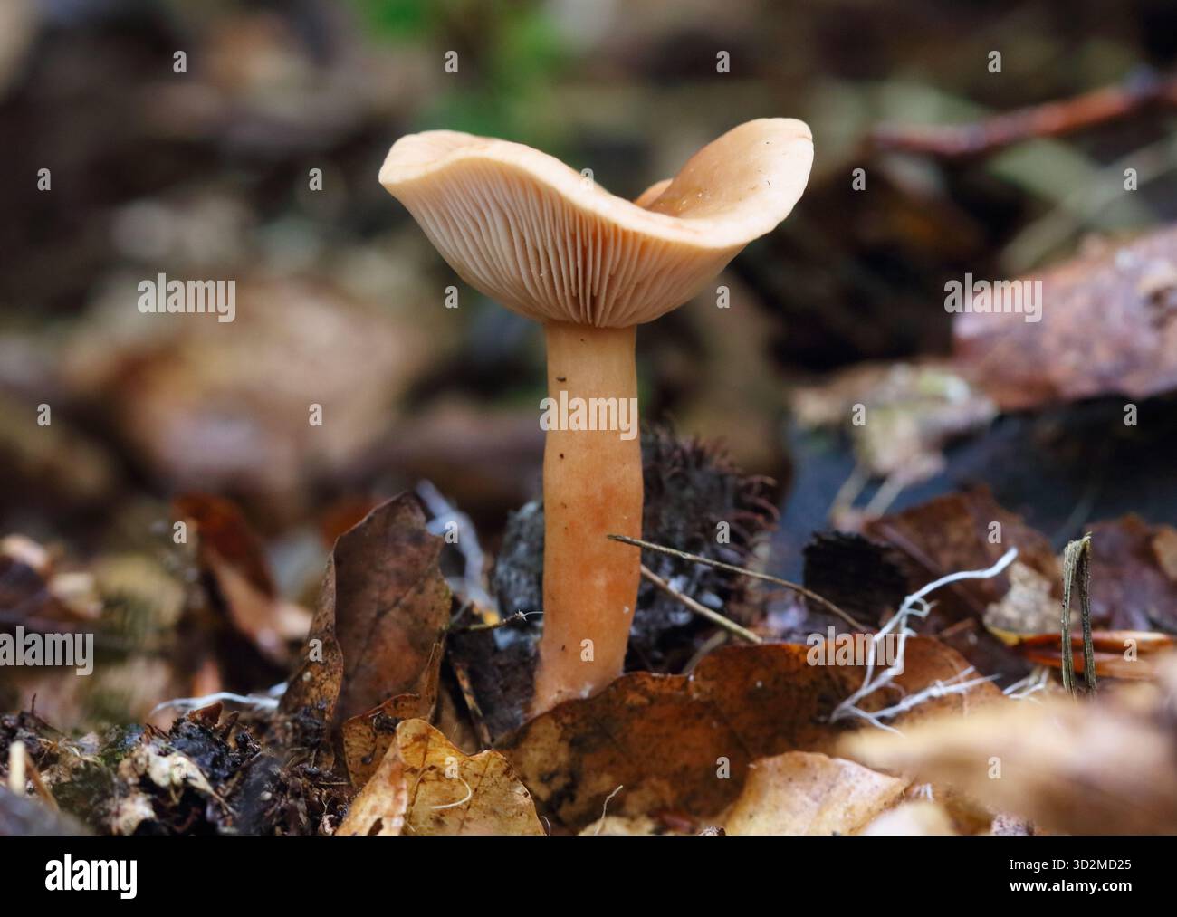 Lactarius tabidus Lactarius theiogalus Lactarius chrysorheus Lactarius ...