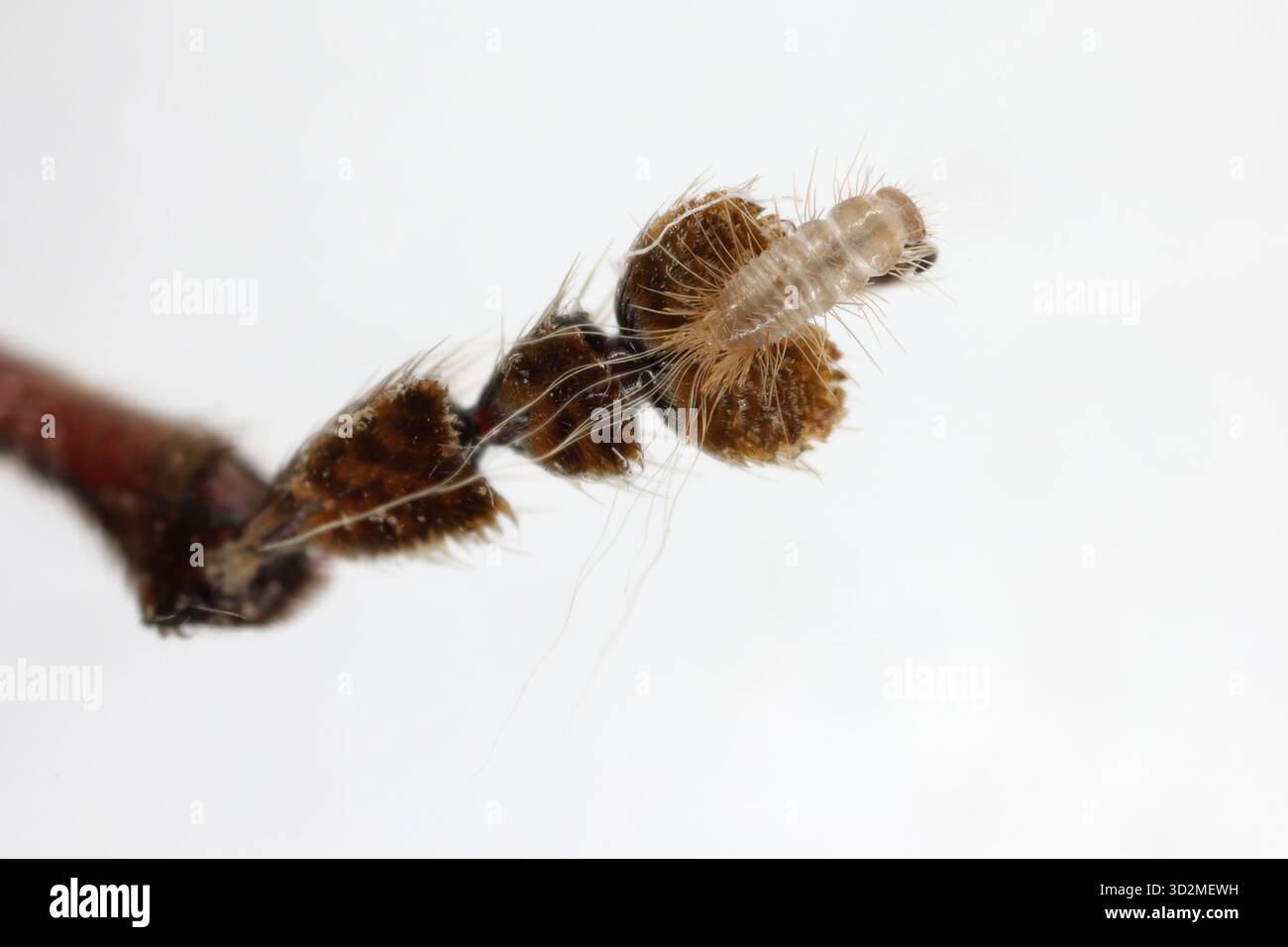 Larva of Reesa vespulae of beetle in the family Dermestidae commonly ...