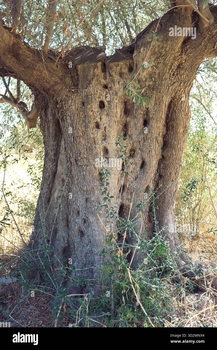 Old olive tree bark texture hi-res stock photography and images - Alamy