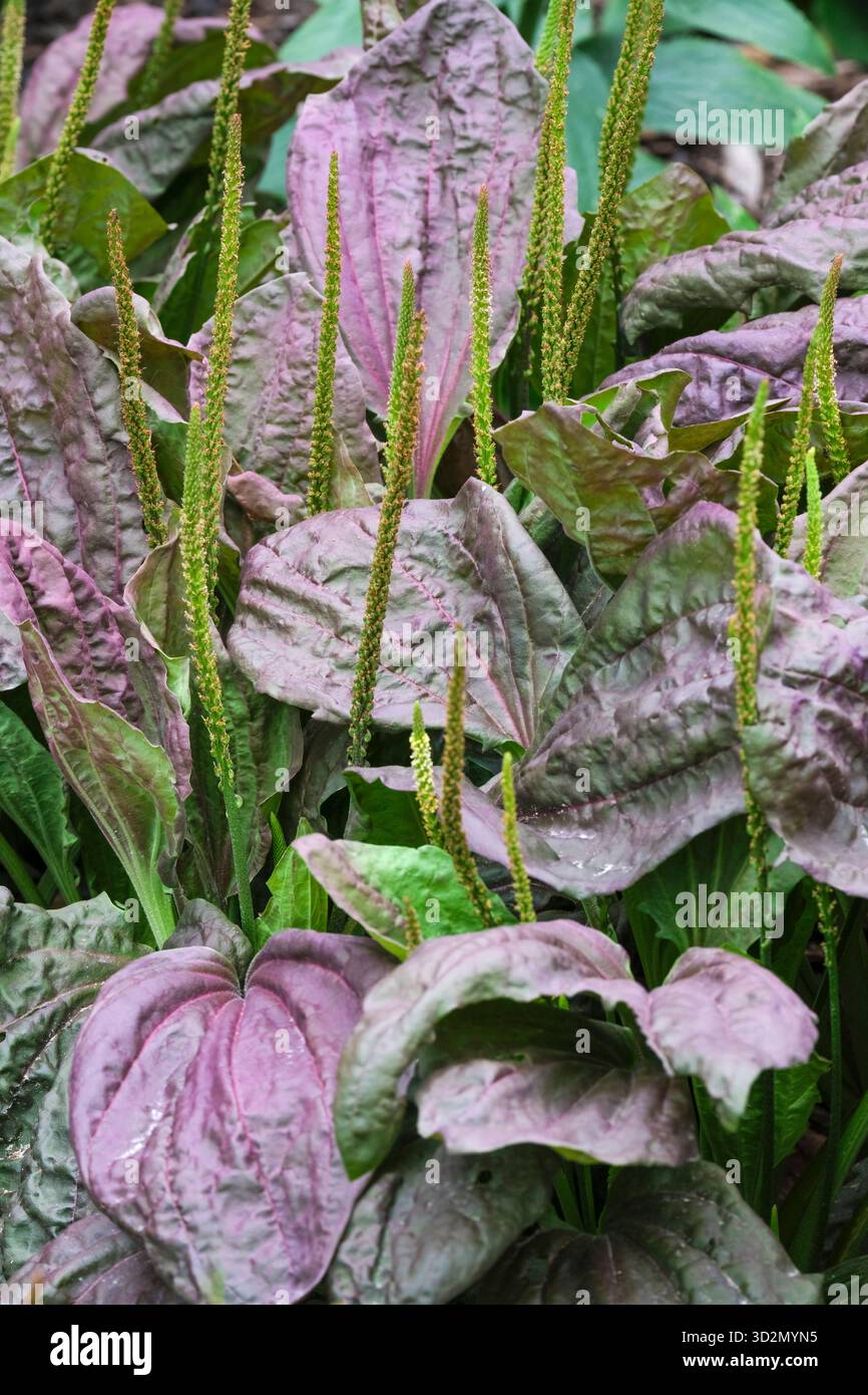 Plantago Rubra Rubrifolia, Red Plantain, red-leaved plantain, rosette ...