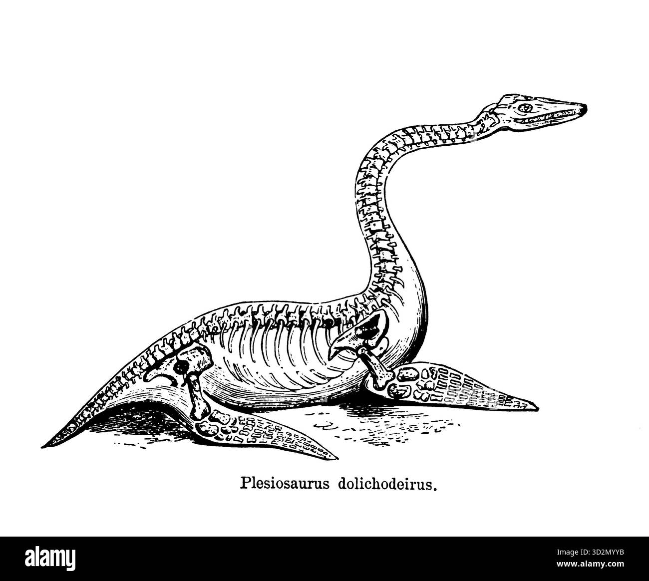 Plesiosaurus hi-res stock photography and images - Alamy