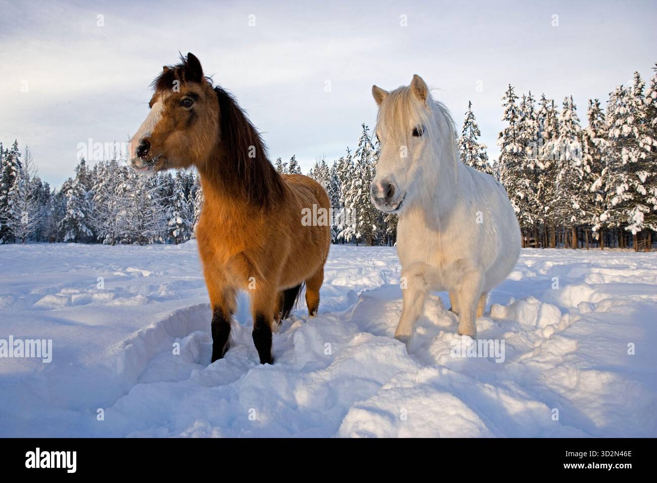 Two Welsh Ponies standing together in deep snow at winter pasture Stock ...