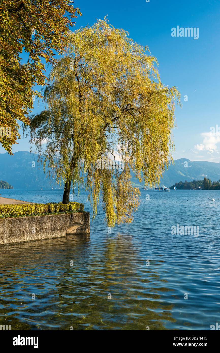 Fall colours on the lake promenade in Lucerne Stock Photo - Alamy