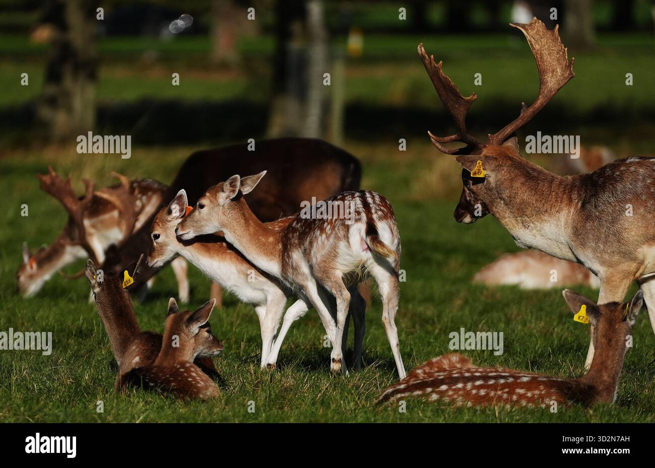 Two fallow deer play in Phoenix Park, Dublin, as rutting season ...