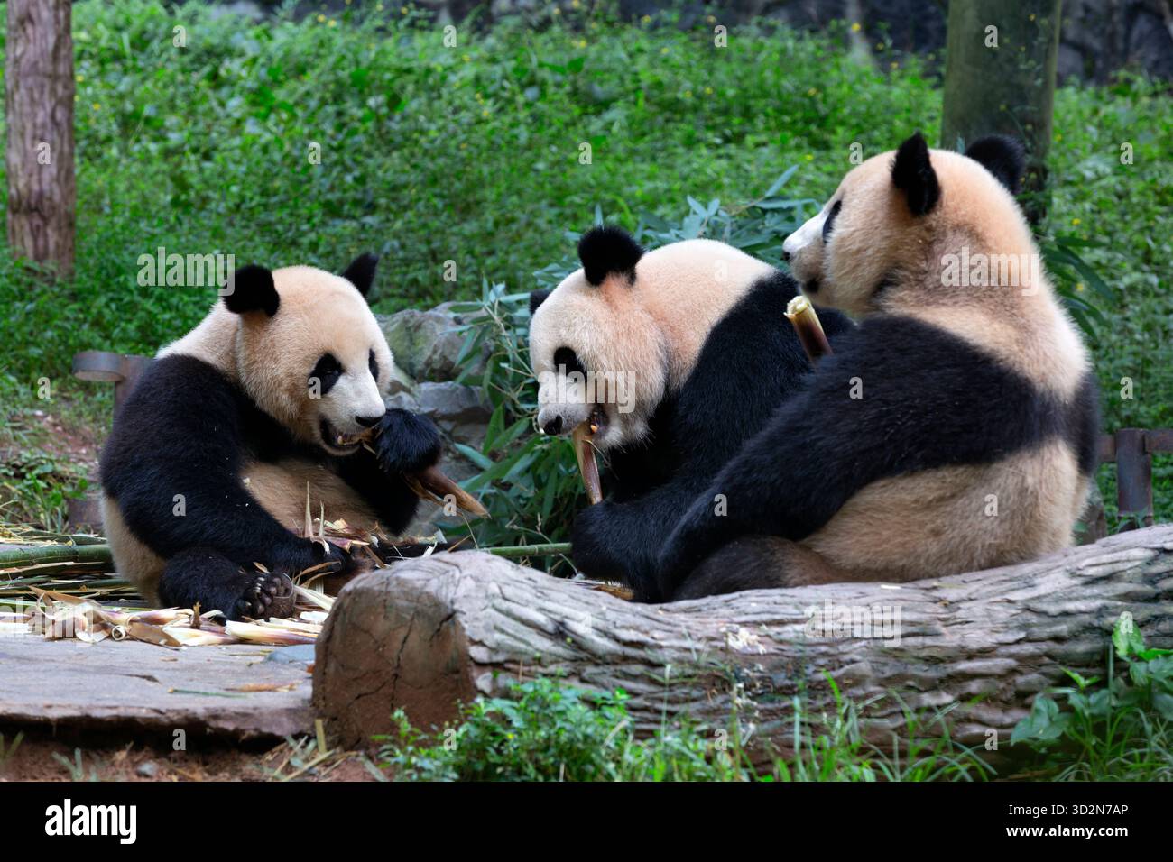 Three giant pandas has lunch, Giant Panda Breeding Research Base ...