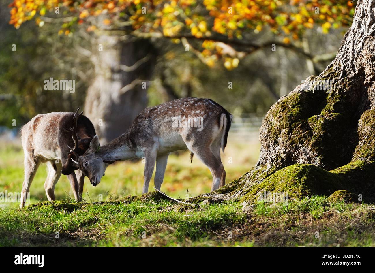 Two young male fallow deer lock horns in Phoenix Park, Dublin, as ...