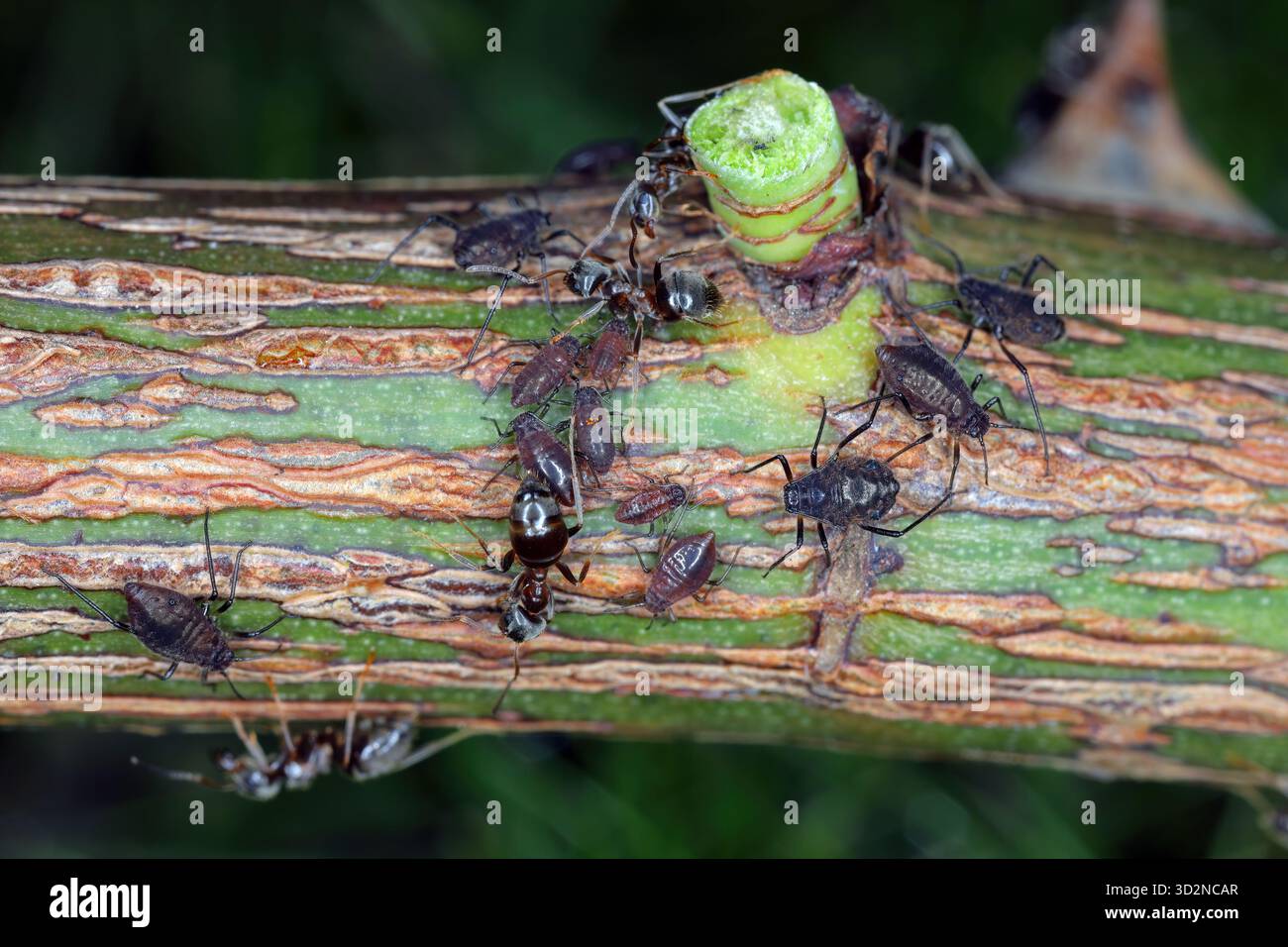 Plant infected parasites pests hi-res stock photography and images - Alamy