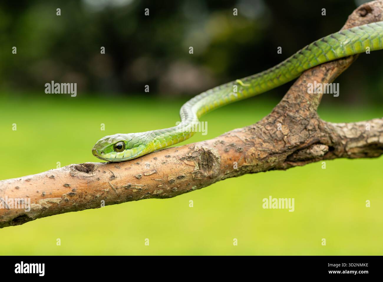 Close-up of a gorgeous boomslang (Dispholidus typus), also known as a ...