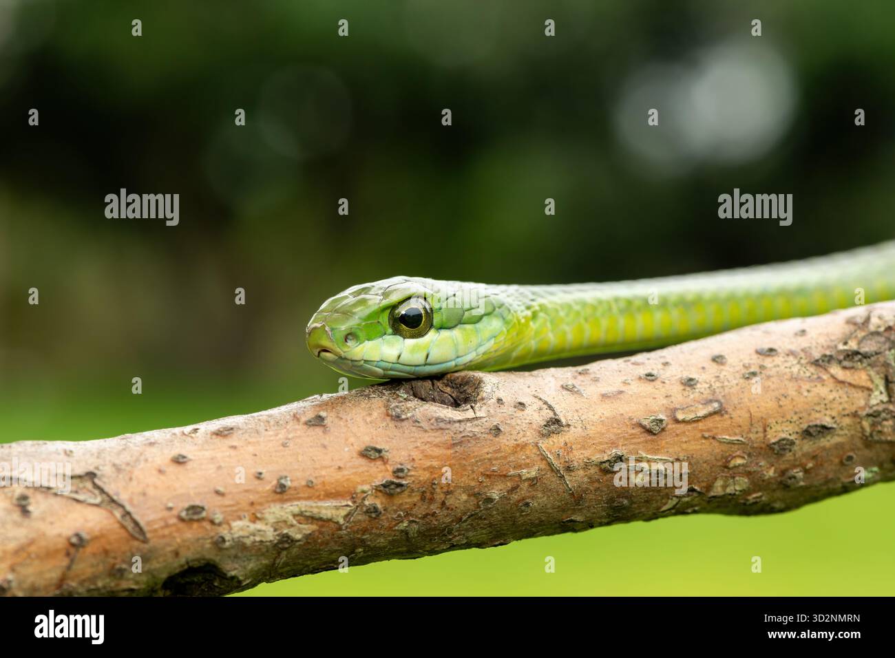 Close-up of a gorgeous boomslang (Dispholidus typus), also known as a ...