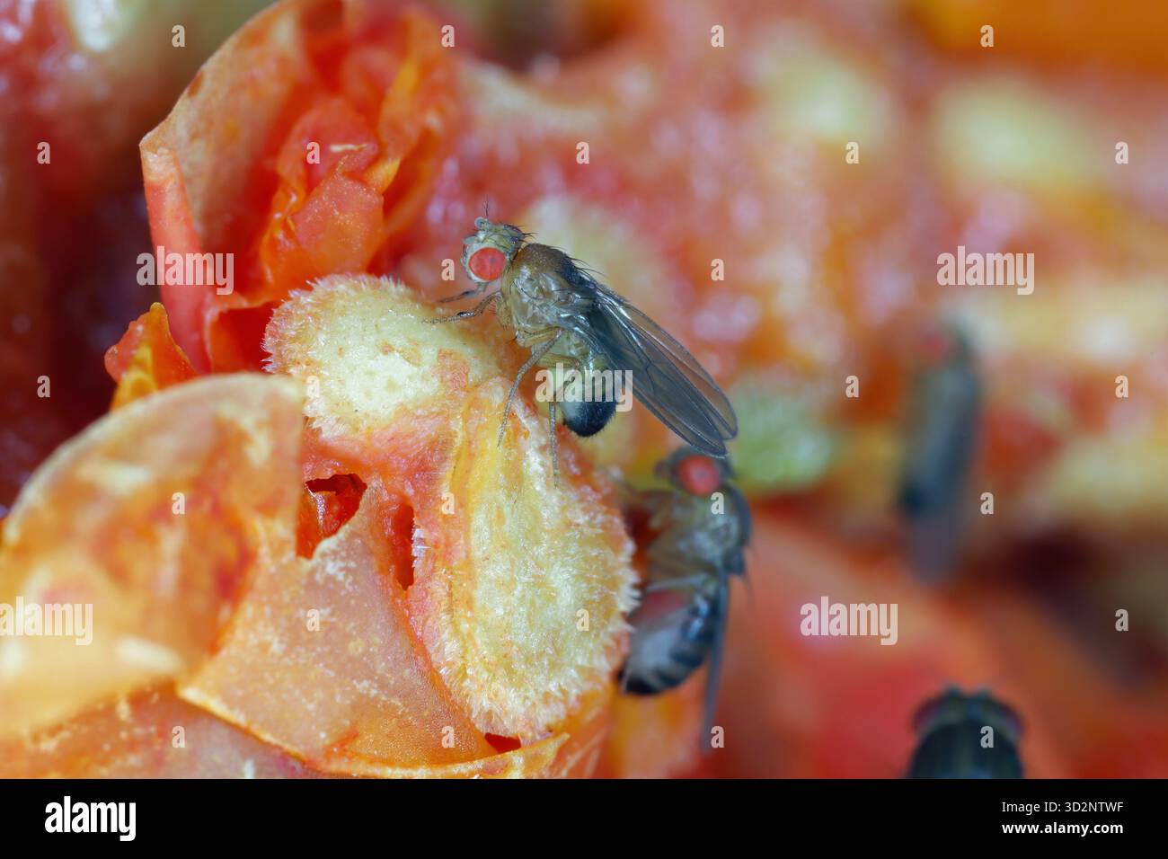 Drosophila called small fruit flies or pomace flies, vinegar flies, or ...