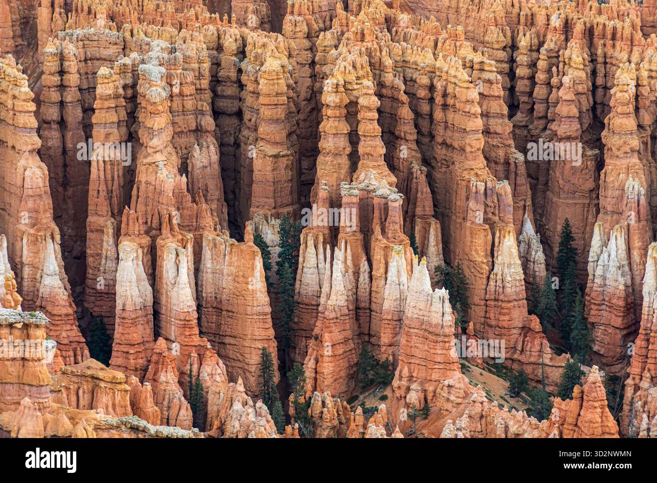 Densely packed hoodoos along the Navajo Loop Trail in the main ...