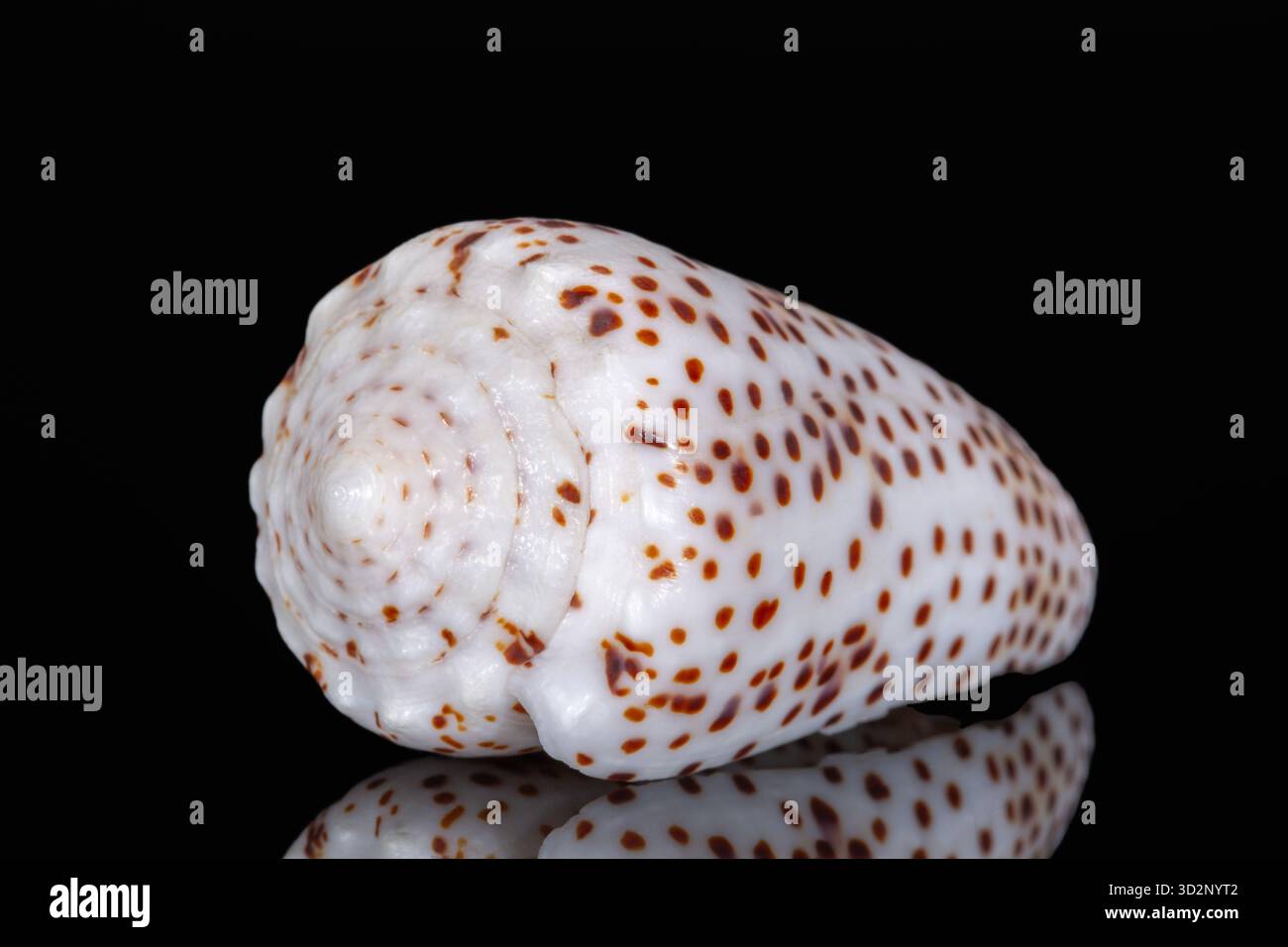 Single snail sea shell of Conidae known as cone snail, isolated on ...