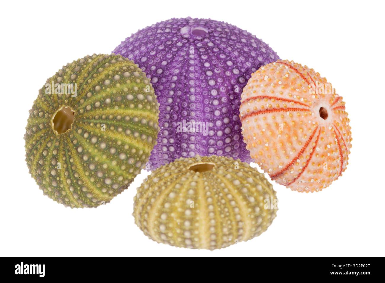 Group of sea shells of sea urchin ( Echinoidea) isolated on white ...