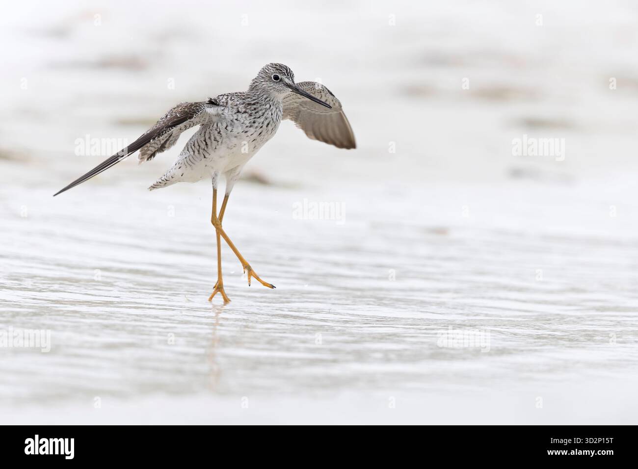 Greater yellowlegs (Tringa melanoleuca) landing on the beach Stock ...