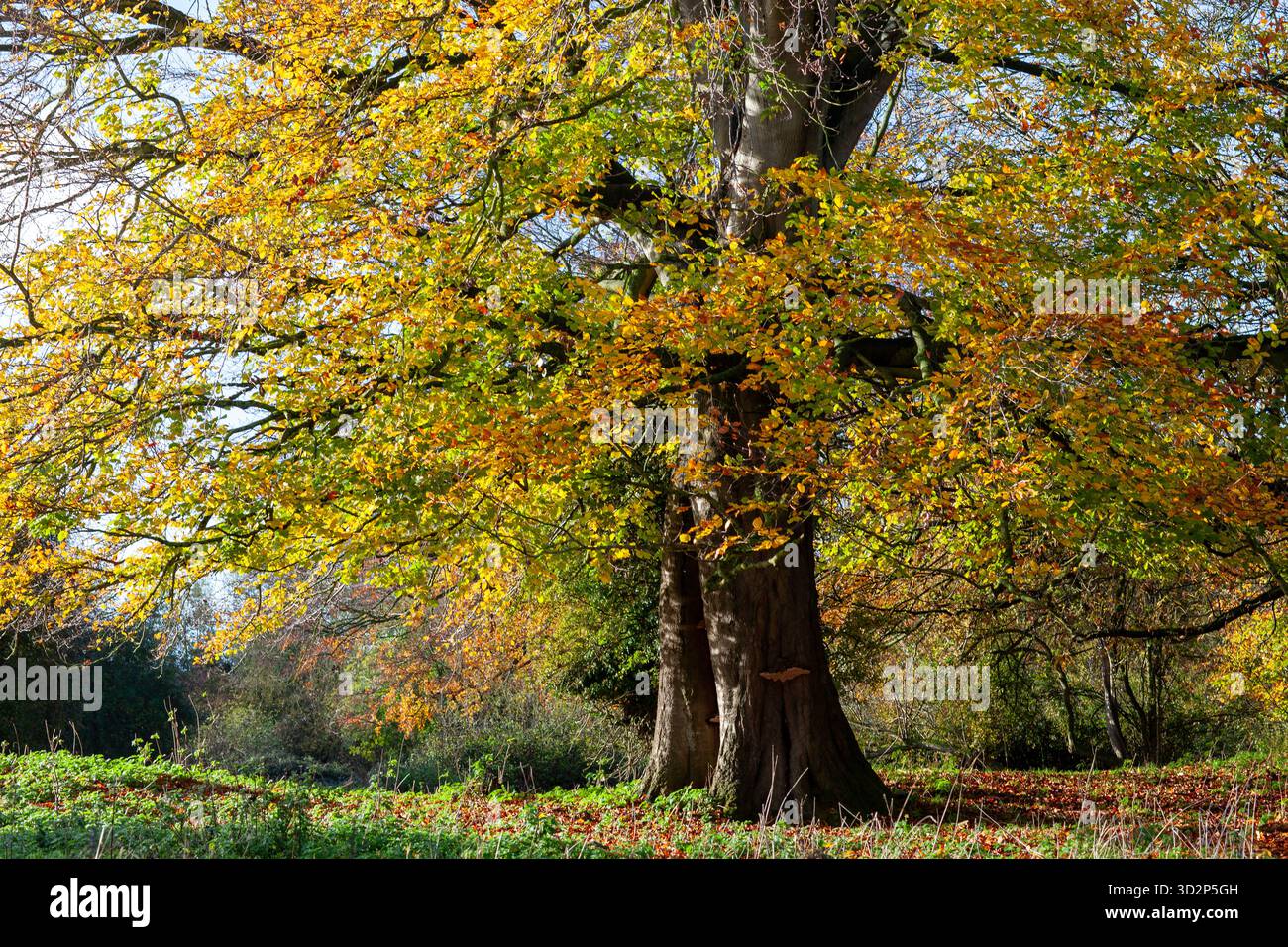 Autumn colours of trees at Beverley Westwood, East Yorkshire, England ...