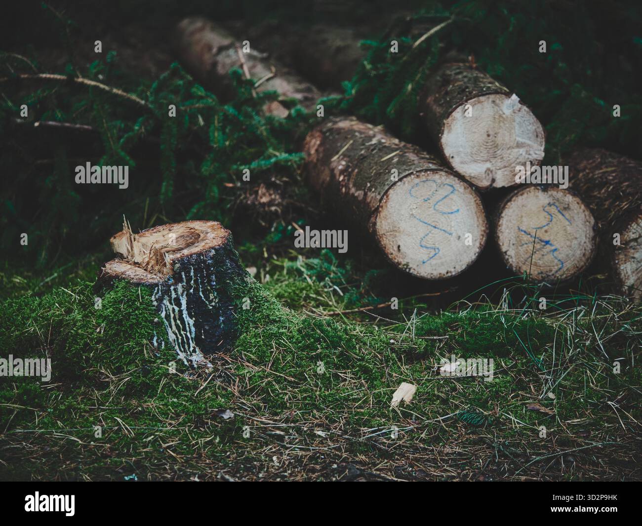 Side view forest shot, focus on fallen stump with visible tree rings ...